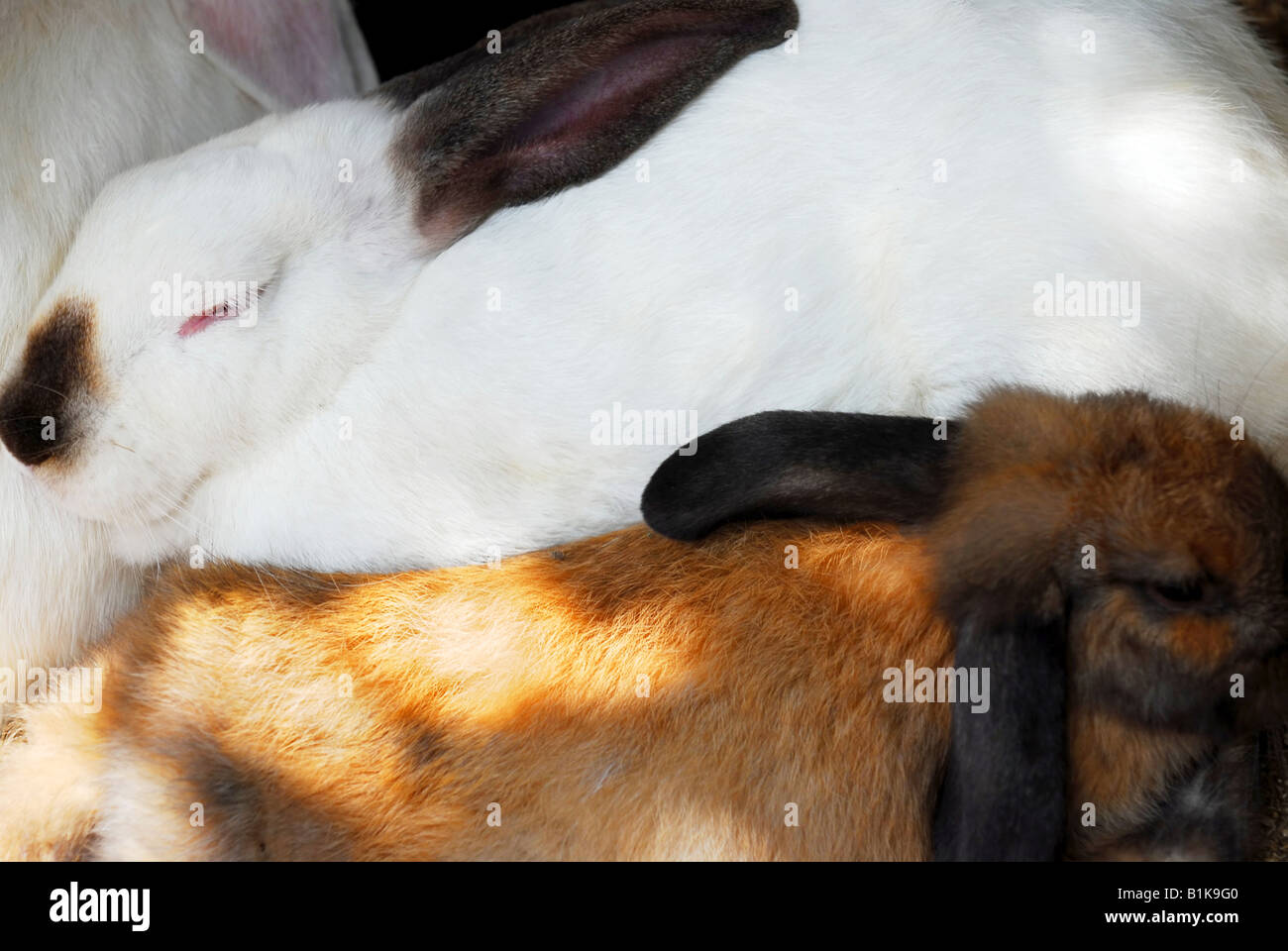 Two sleeping rabbits white and brown closeup Stock Photo - Alamy