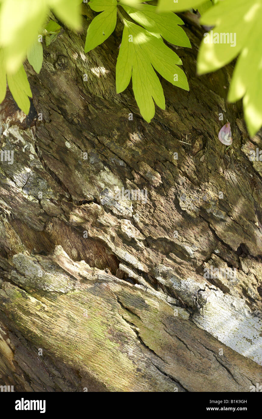 Rotting tree stump surrounded by green leaves of a shrub. The bark is ...