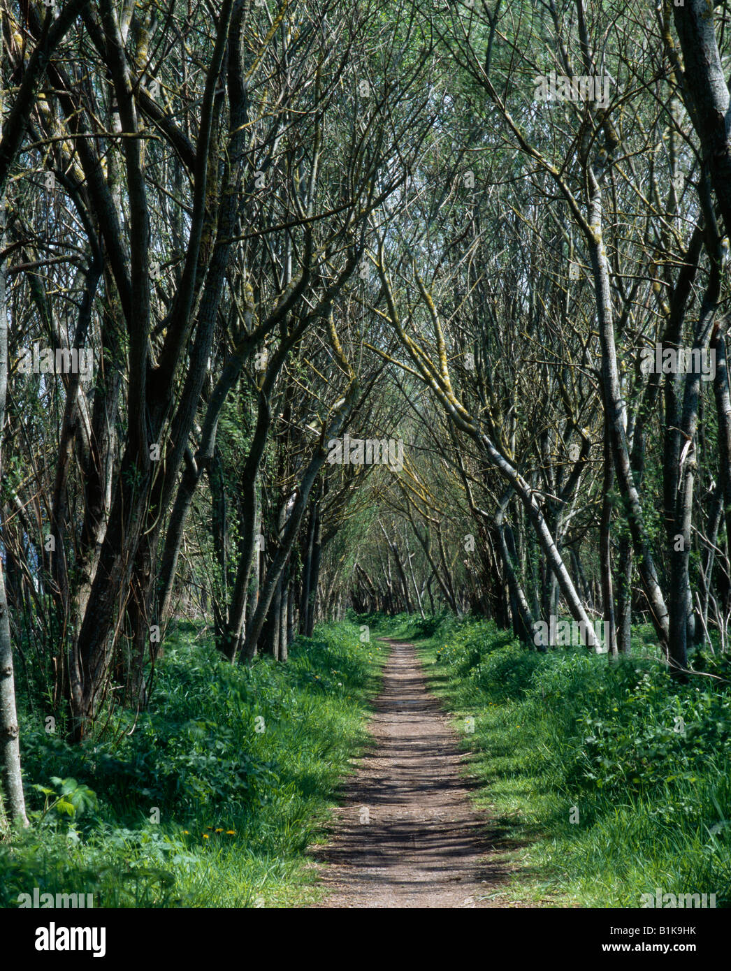 The route of an old dismantled railway, now used as a cycle path ...