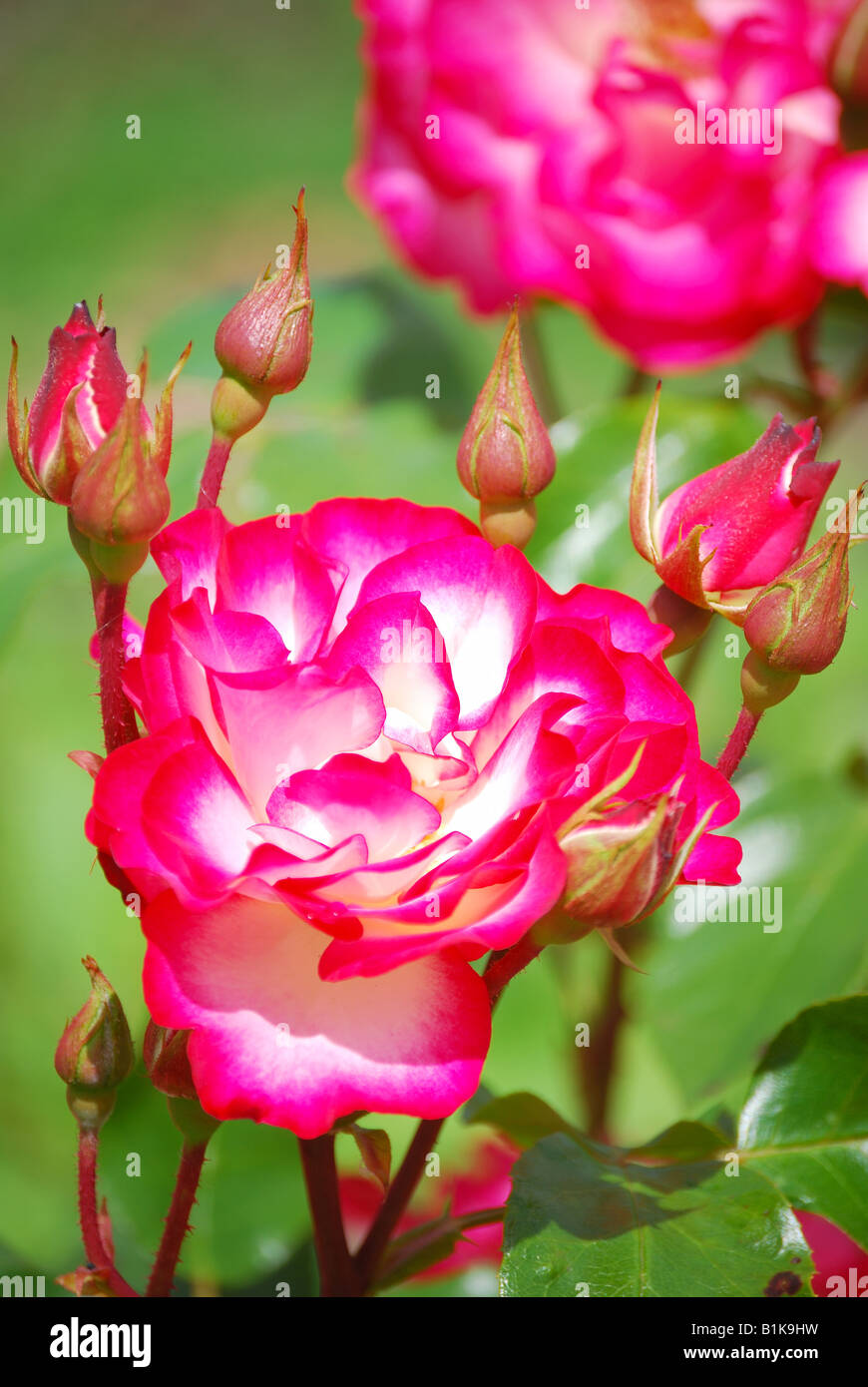 Hannah Gordon Rose, Gardens of the Rose, Chiswell Green, St. Albans ...