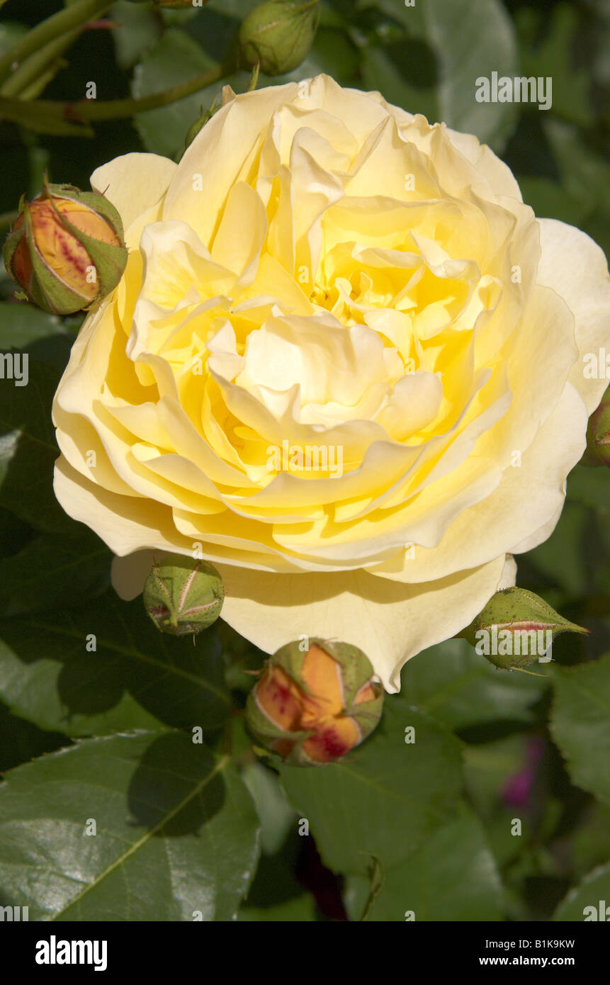 Two rose buds hi-res stock photography and images - Alamy