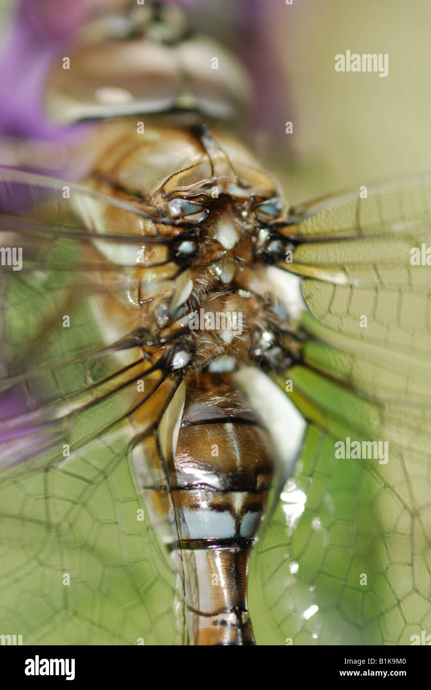 Back dragon wings hi-res stock photography and images - Alamy