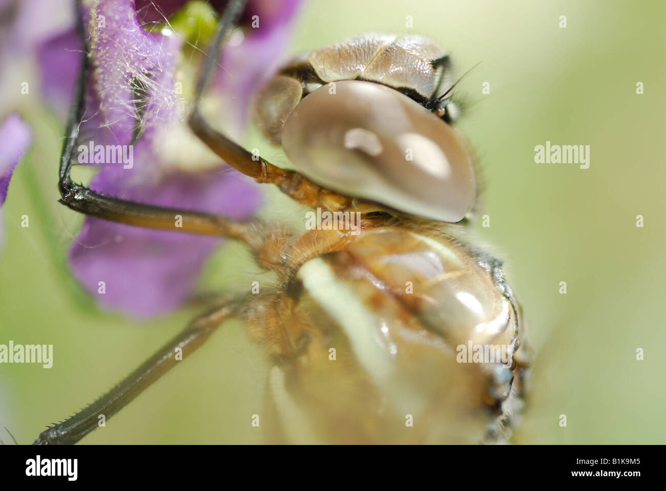 Dragonfly head hi-res stock photography and images - Alamy