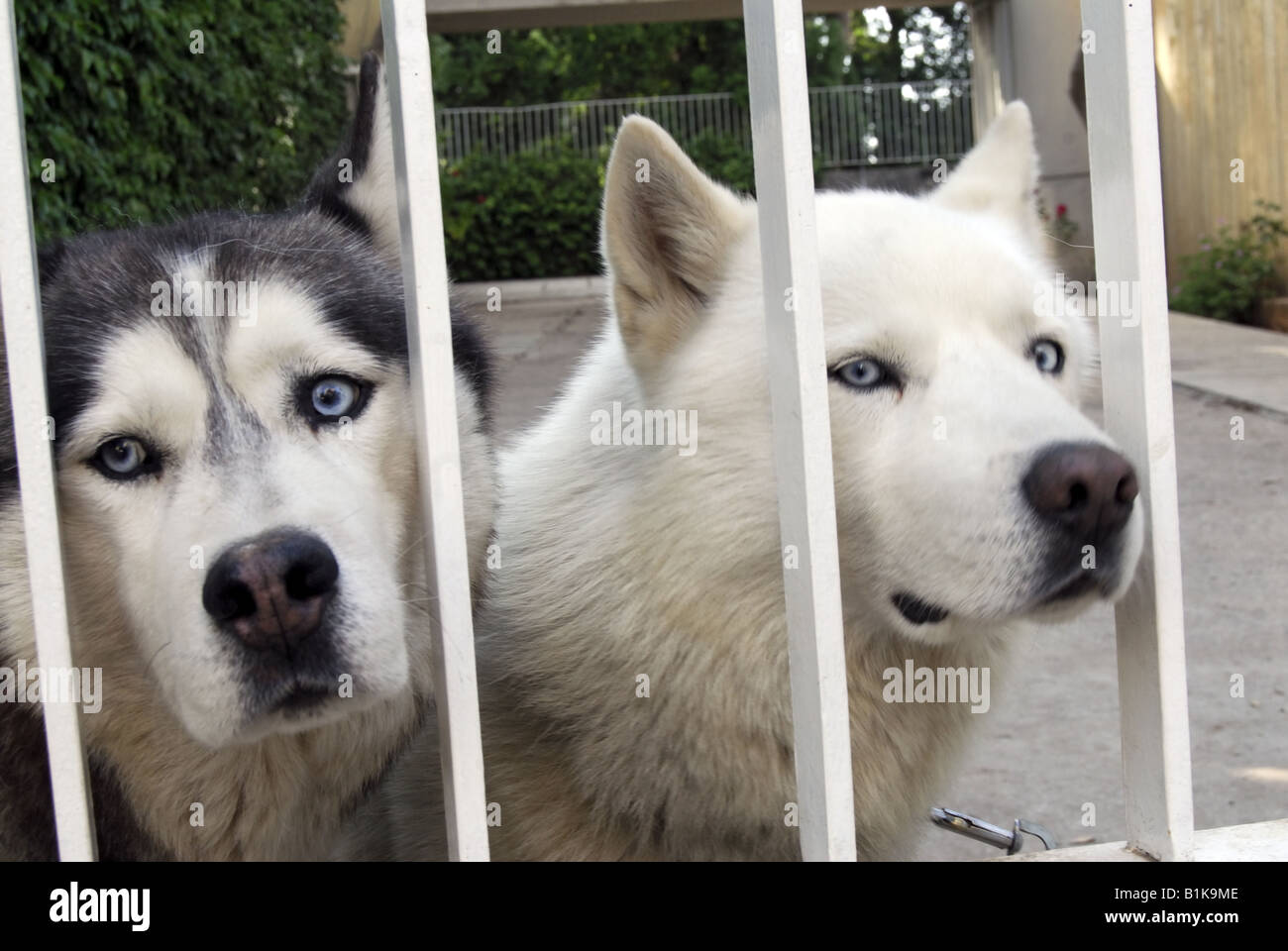 Dogs good life hi-res stock photography and images - Alamy