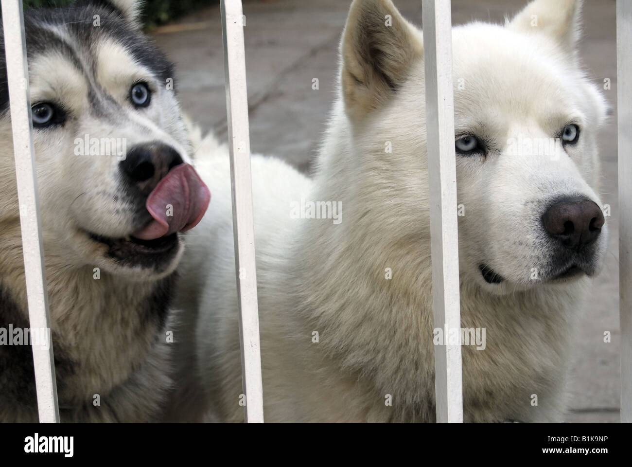 Raining cats and dogs hi-res stock photography and images - Alamy