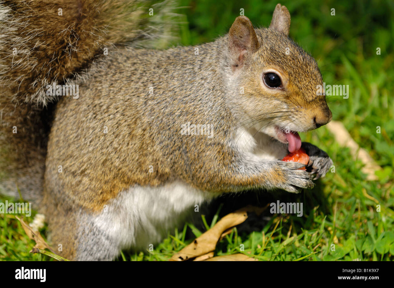 Funny gray squirrel licking strawberry Stock Photo - Alamy
