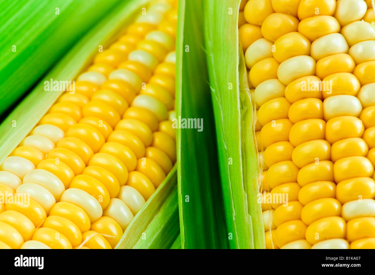 Ears of fresh corn with husks close up Stock Photo - Alamy
