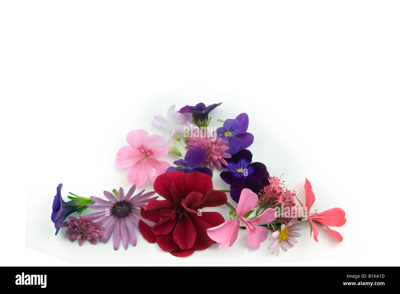 floral background design element of various flowers Stock Photo - Alamy