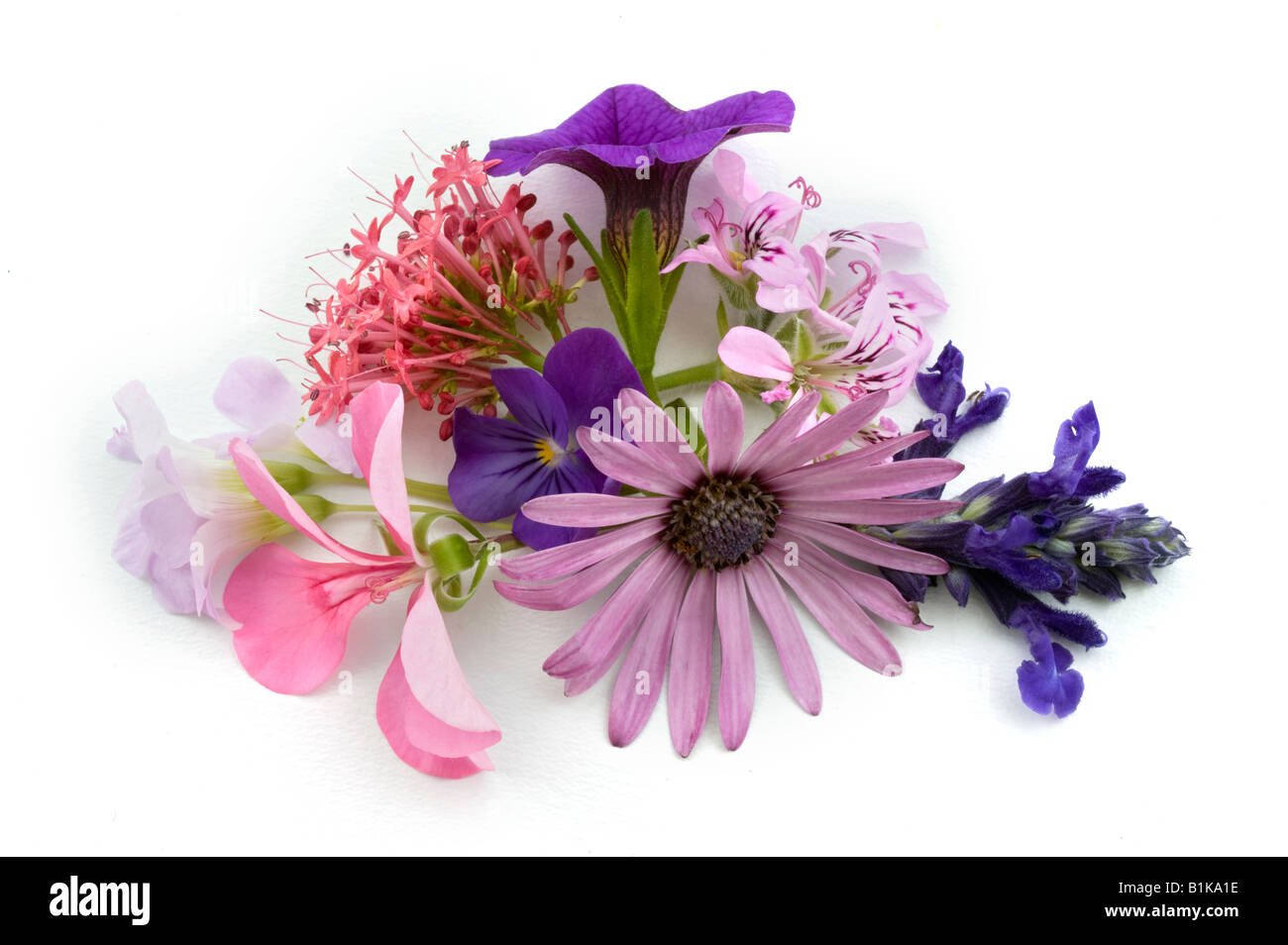 floral background design element of various flowers Stock Photo - Alamy