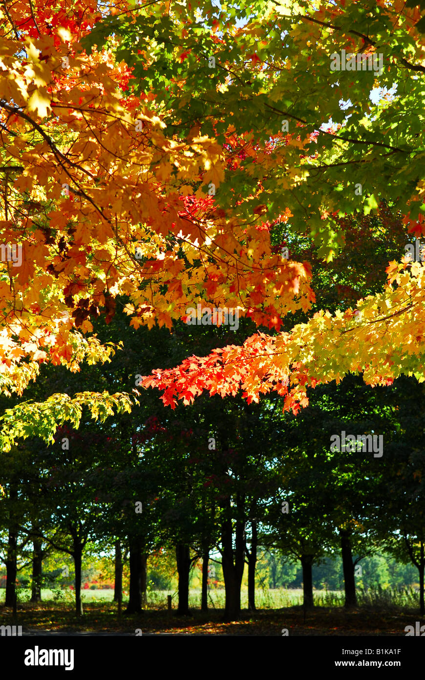 Branches of colorful autumn maple trees in fall park Stock Photo - Alamy