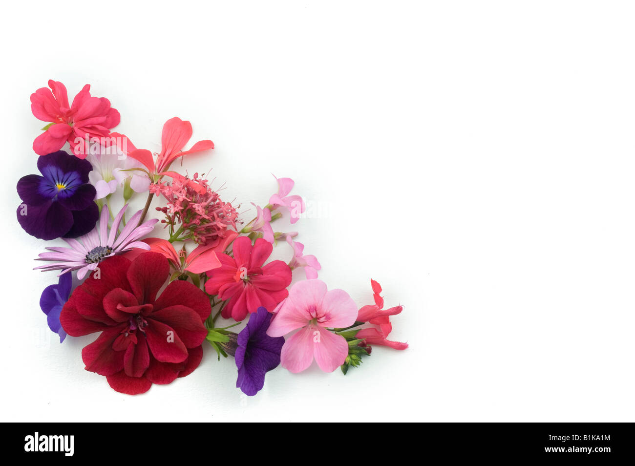 floral background corner design element of various flowers Stock Photo ...