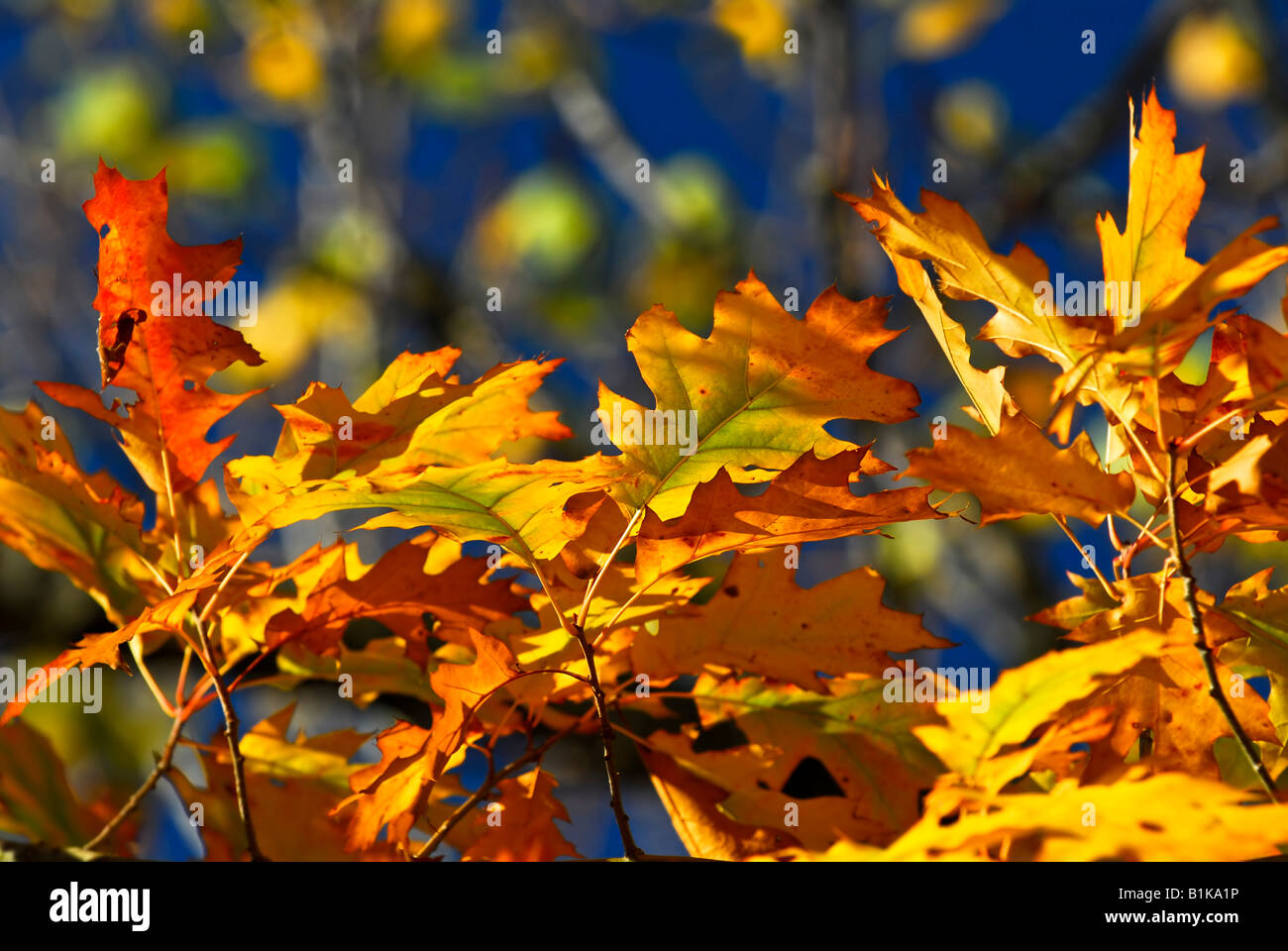 Autumn oak leaves of bright fall colors close up Stock Photo - Alamy