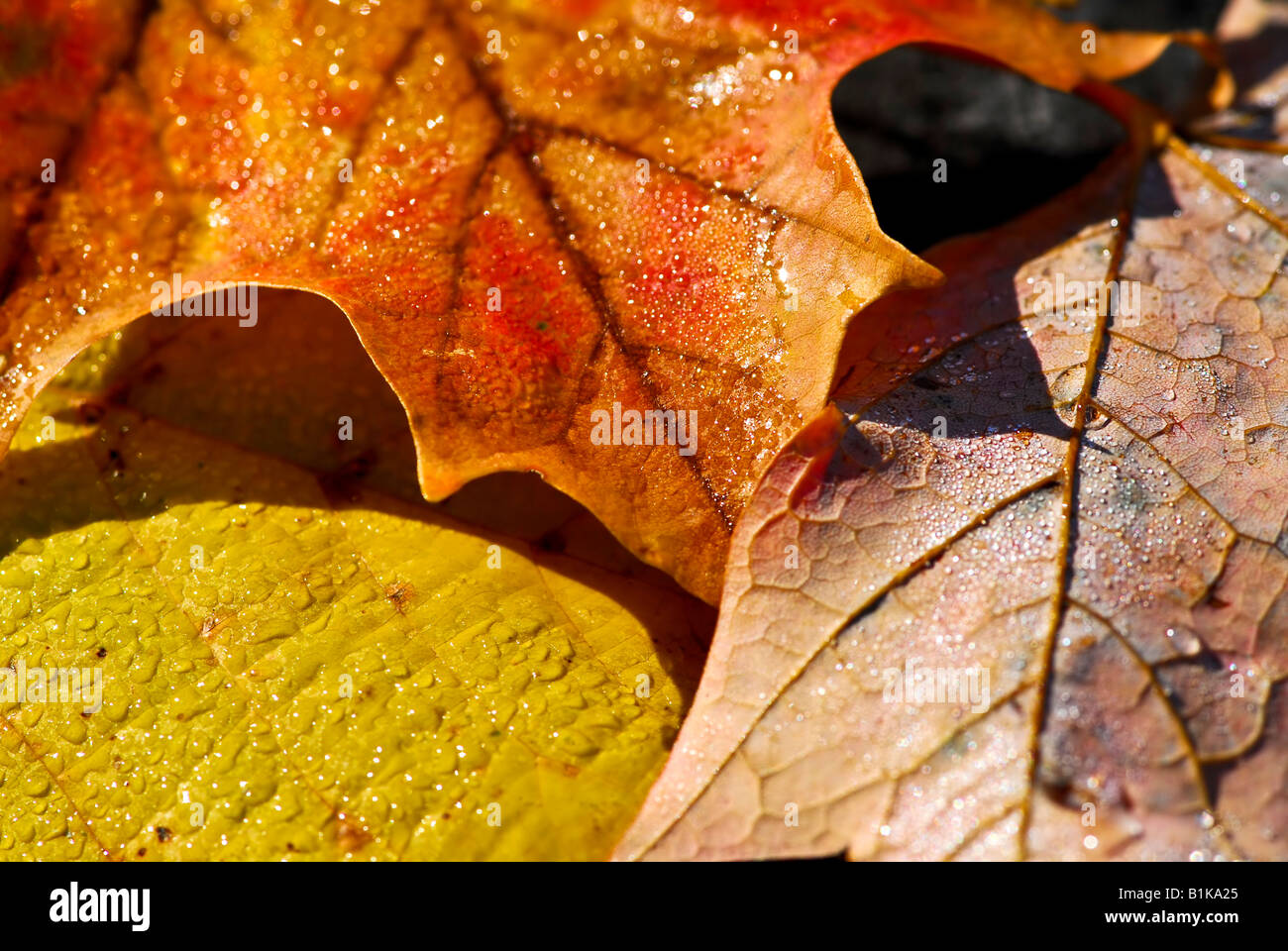 Dewy colors hi-res stock photography and images - Alamy