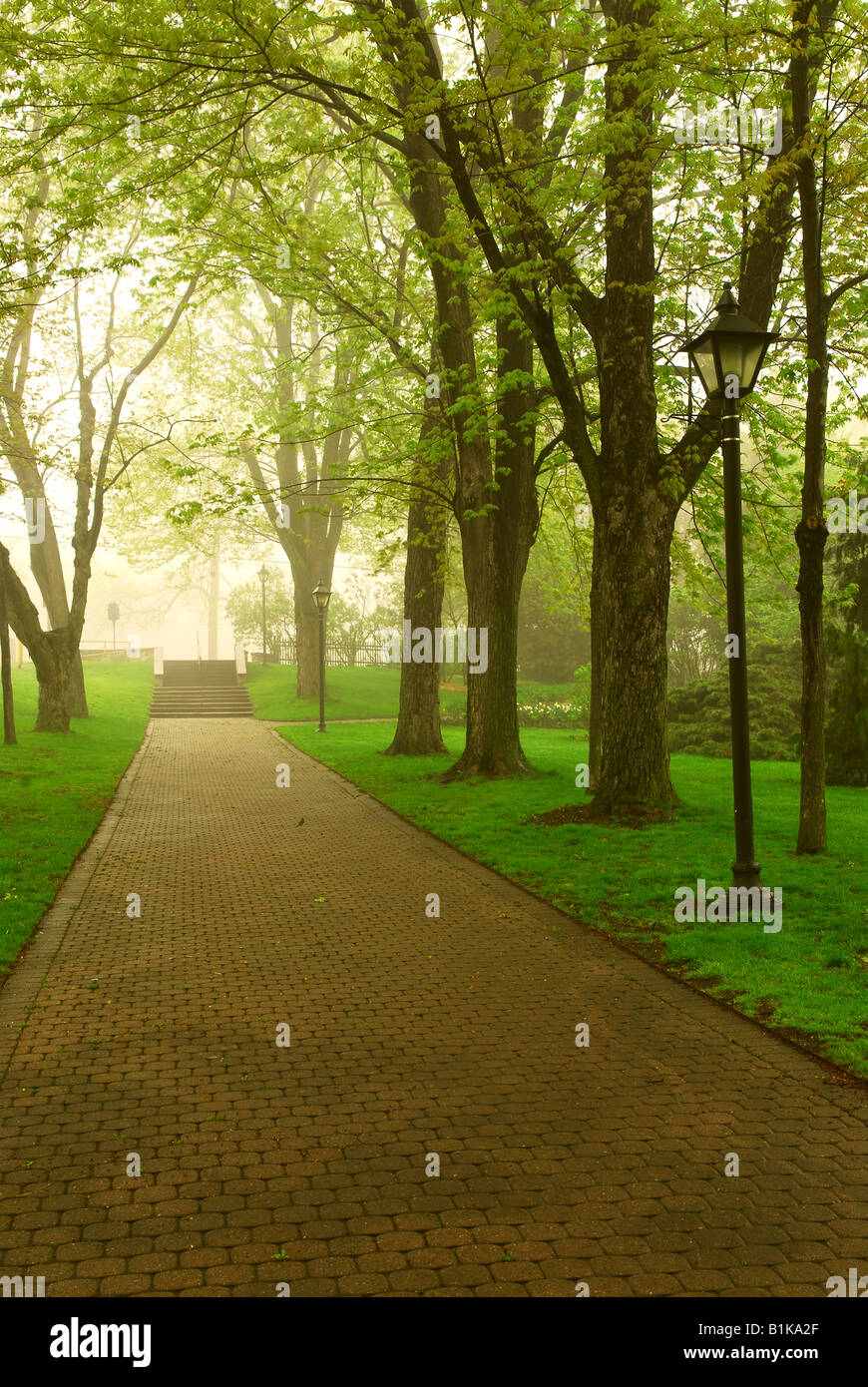Misty foggy forest path hi-res stock photography and images - Alamy