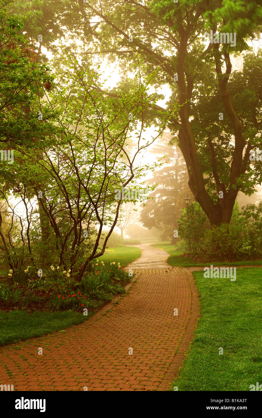 Path in a green foggy park in the spring Stock Photo - Alamy