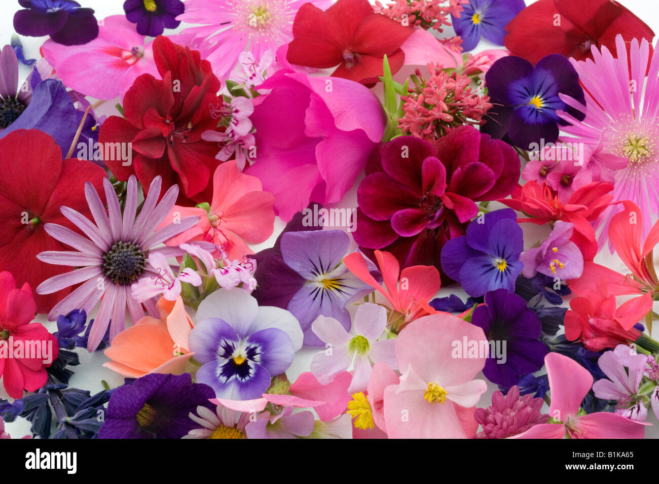 background of various flowers heads Stock Photo - Alamy