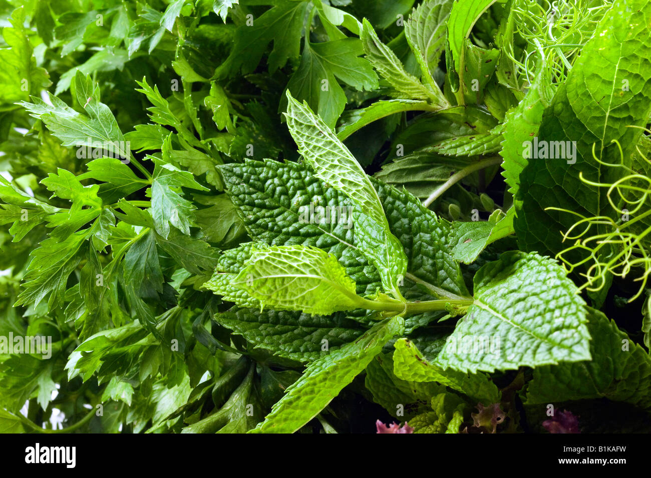 Menta hi-res stock photography and images - Alamy