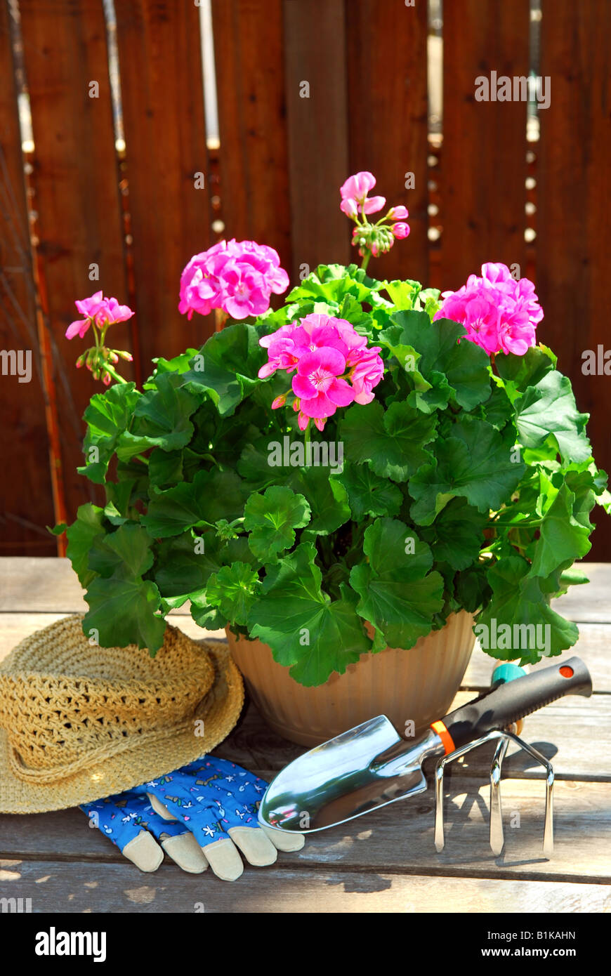 Pot of geraniums flowers with gardening tools Stock Photo - Alamy