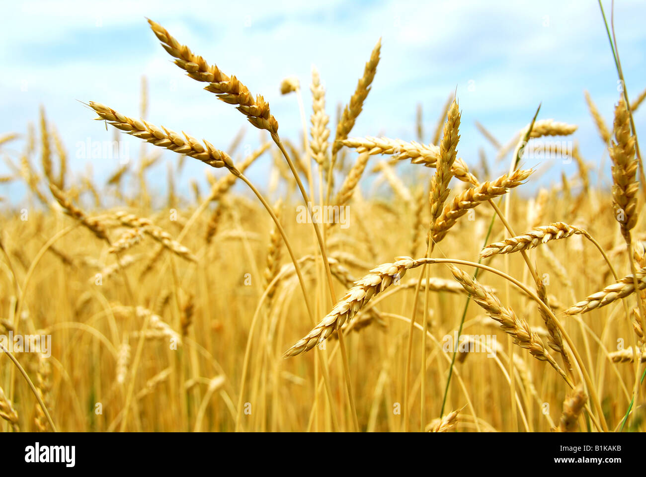 Yellow grain ready for harvest growing in a farm field Stock Photo - Alamy