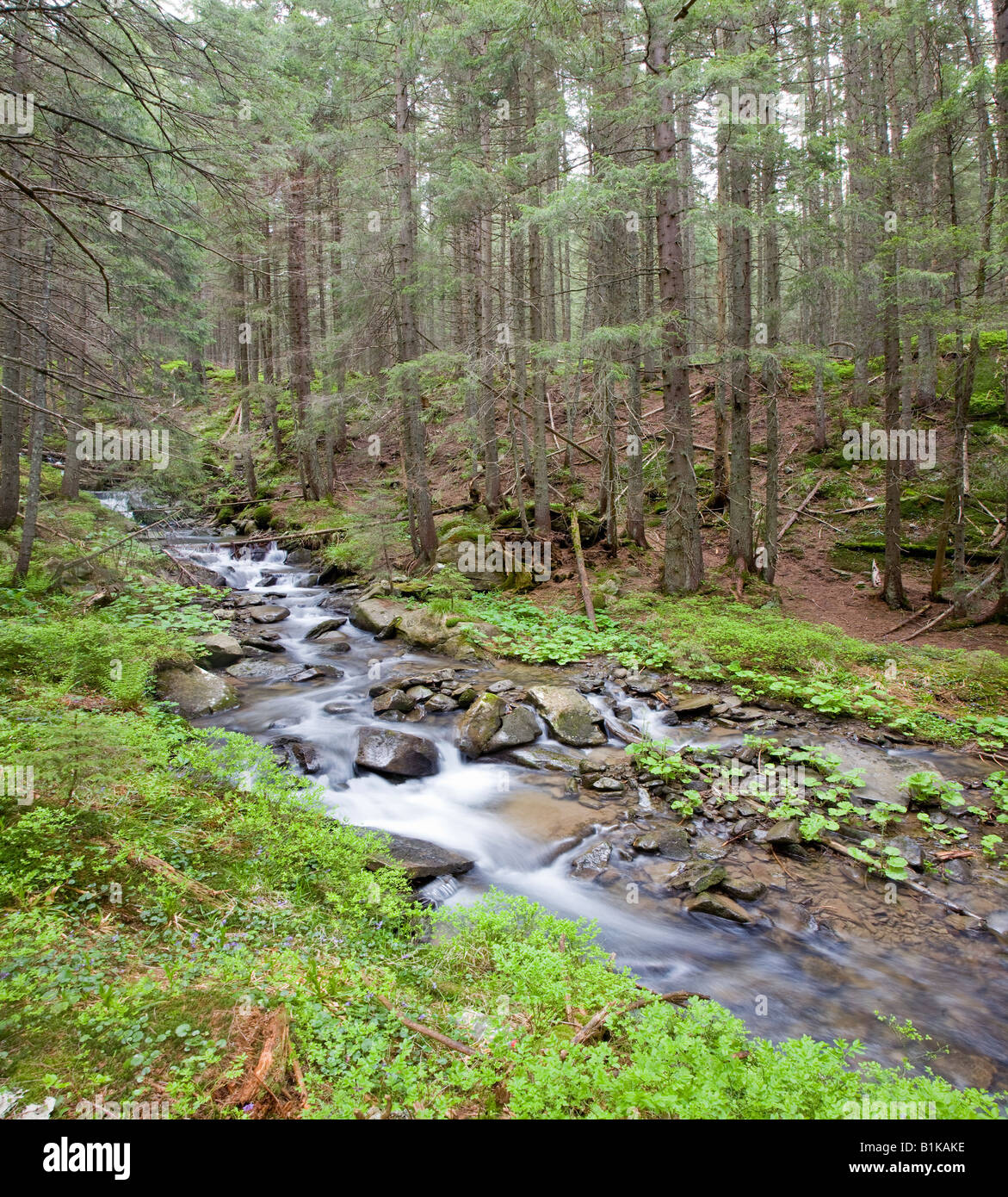 Thick forest and waterfall hi-res stock photography and images - Alamy