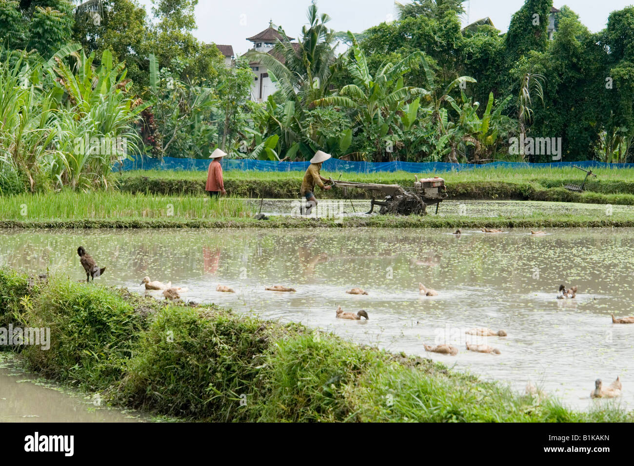 Couple in a rice field hi-res stock photography and images - Alamy