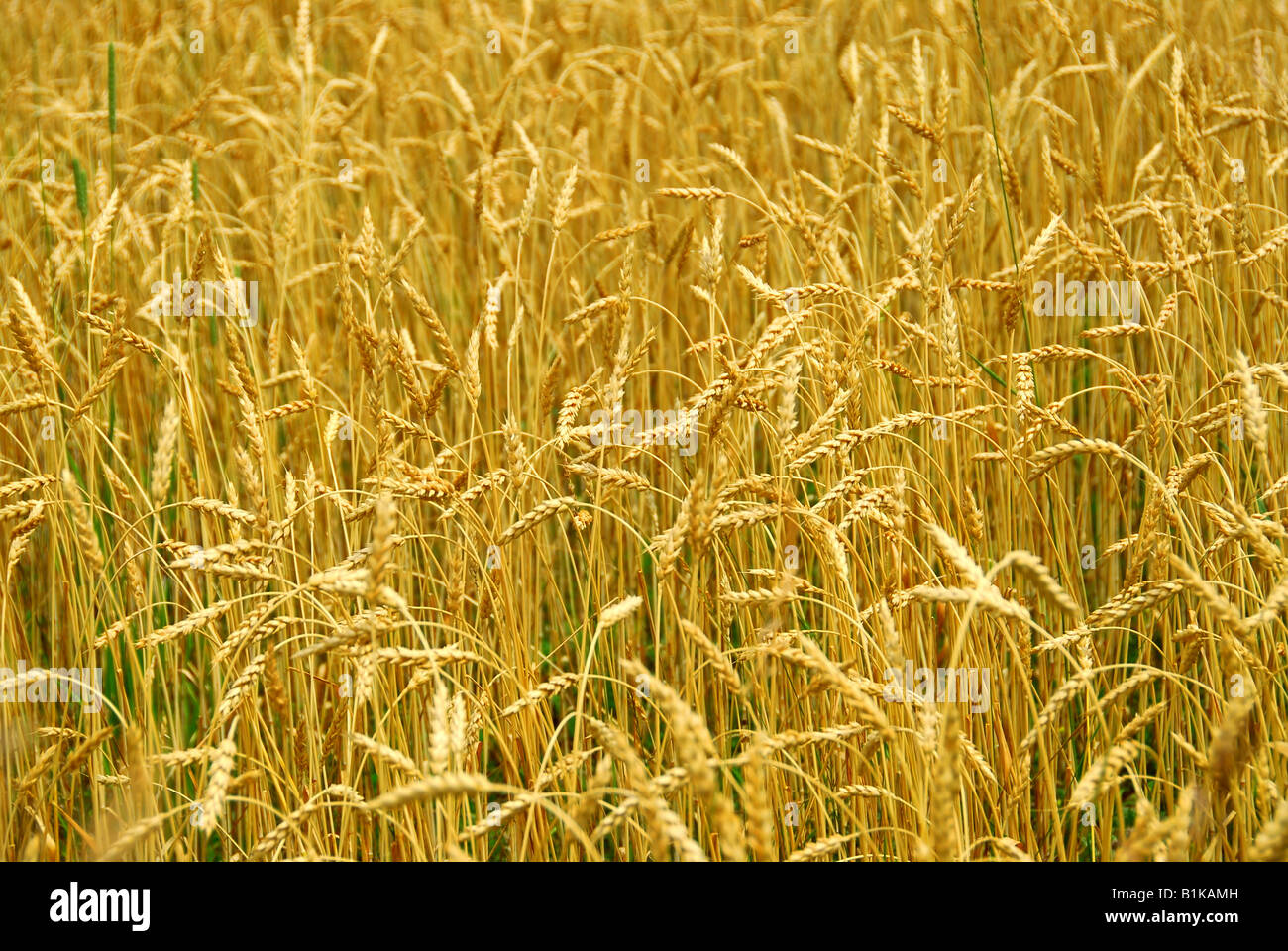Grain ready for harvest growing in a farm field Stock Photo - Alamy