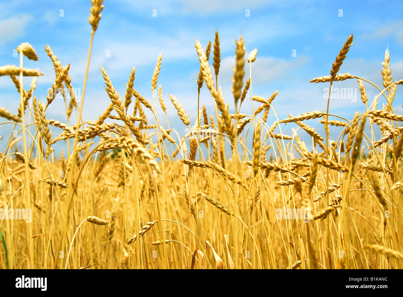 Close up on grain ready for harvest growing in a farm field Stock Photo ...