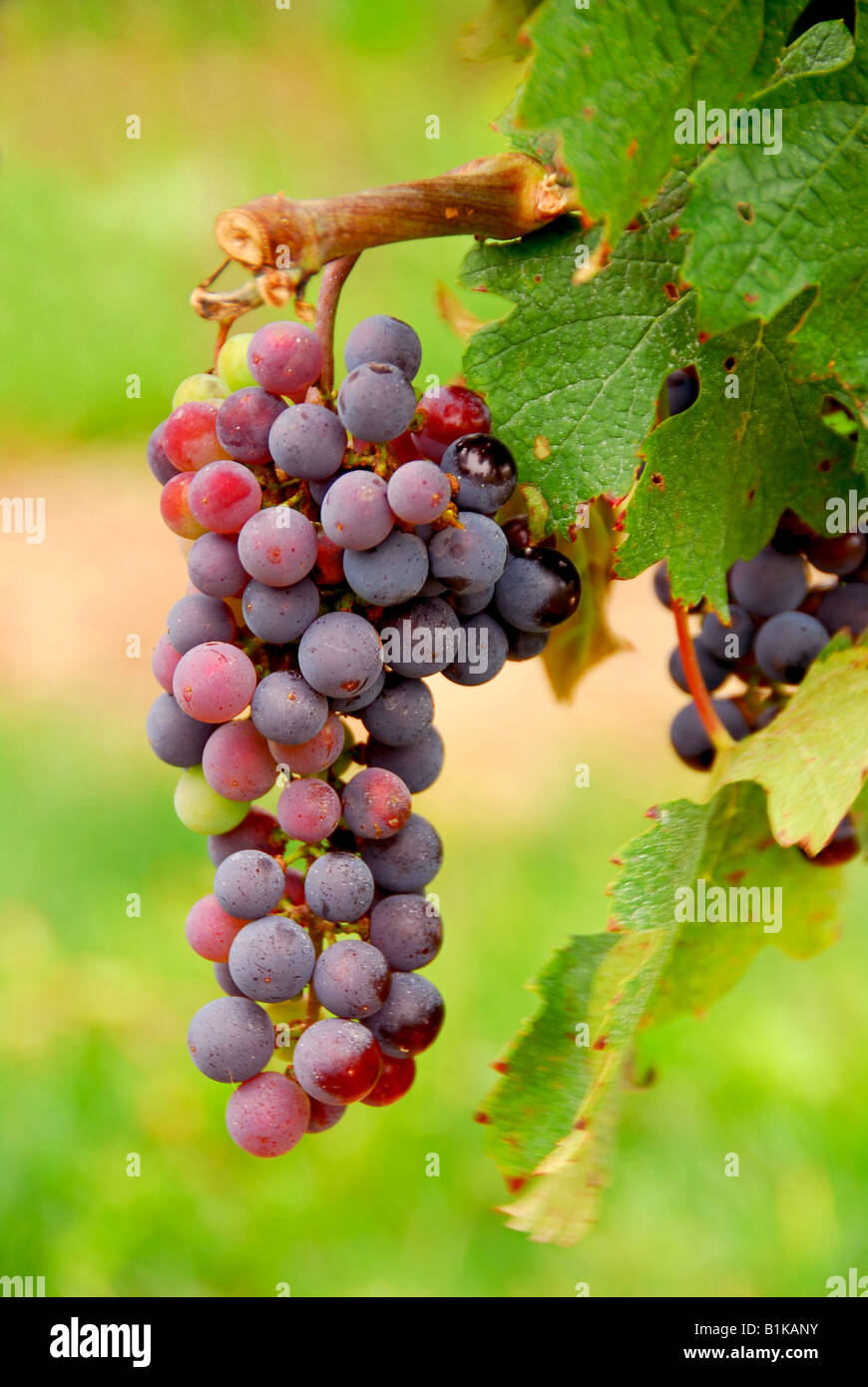 Bunch of red grapes growing on a vine closeup Stock Photo - Alamy