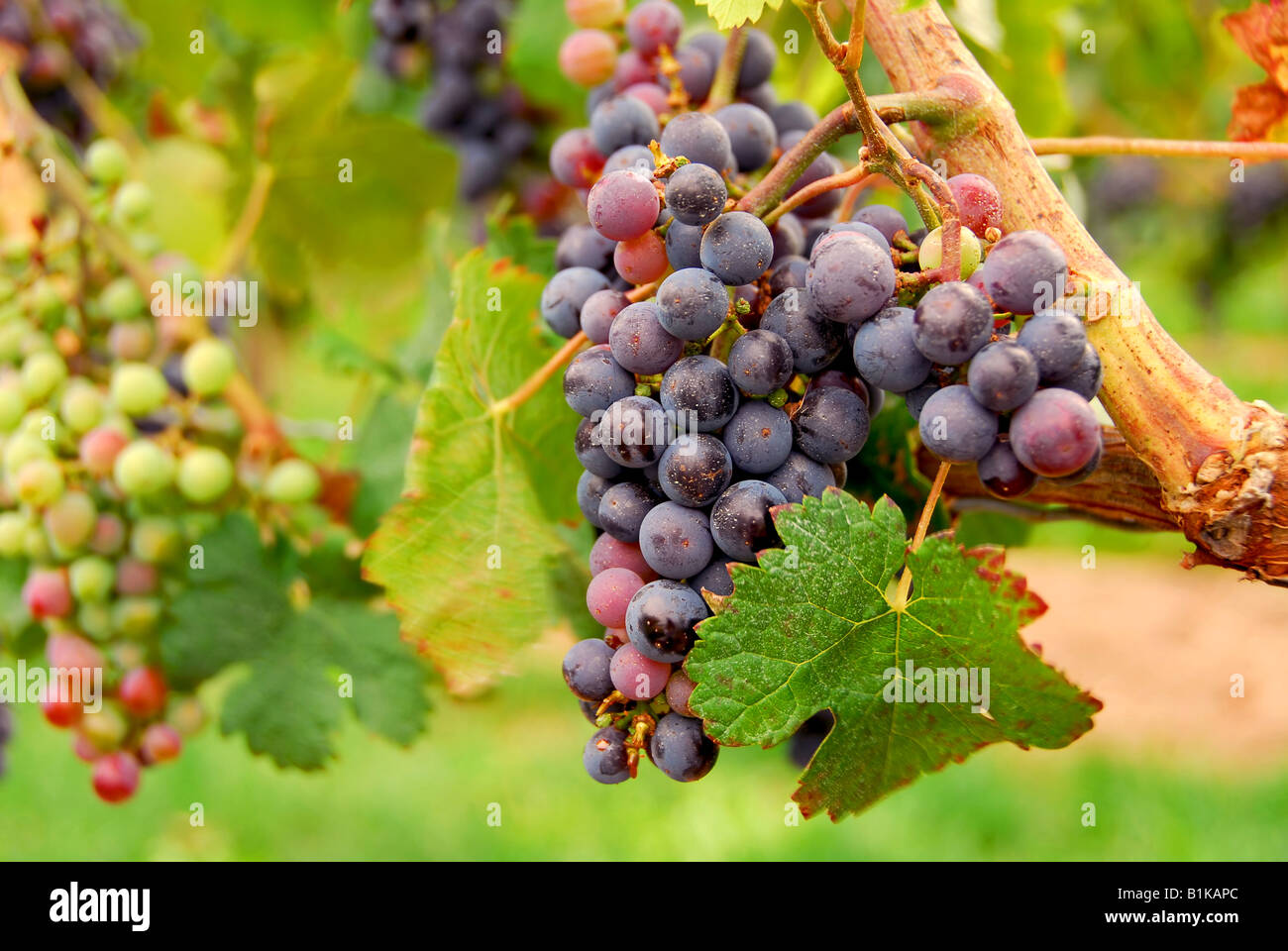 Red grapes growing on a vine Stock Photo - Alamy