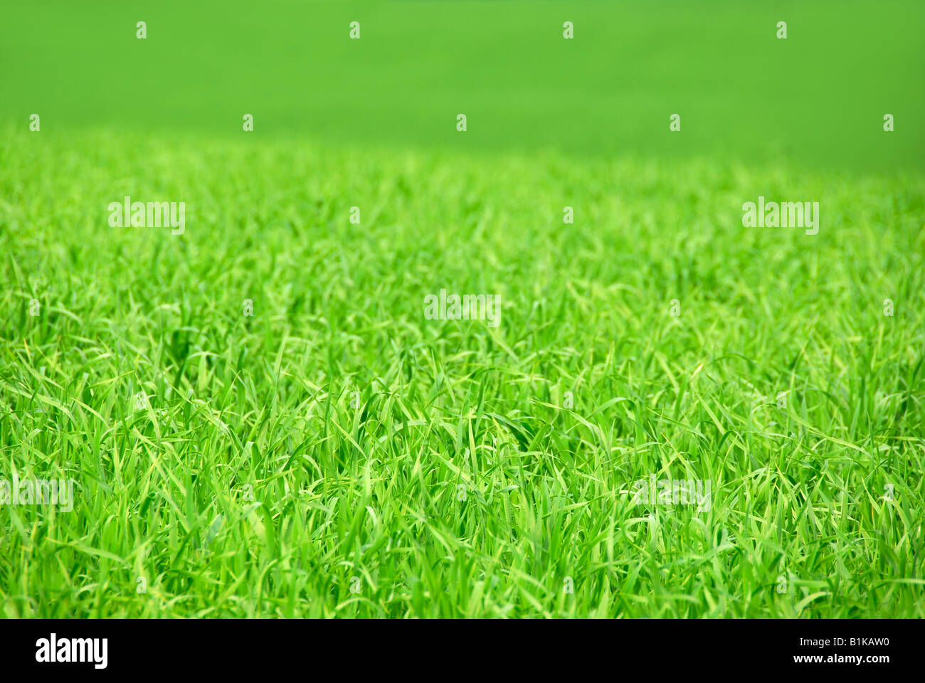 Agricultural landscape background green field of young grain grass ...
