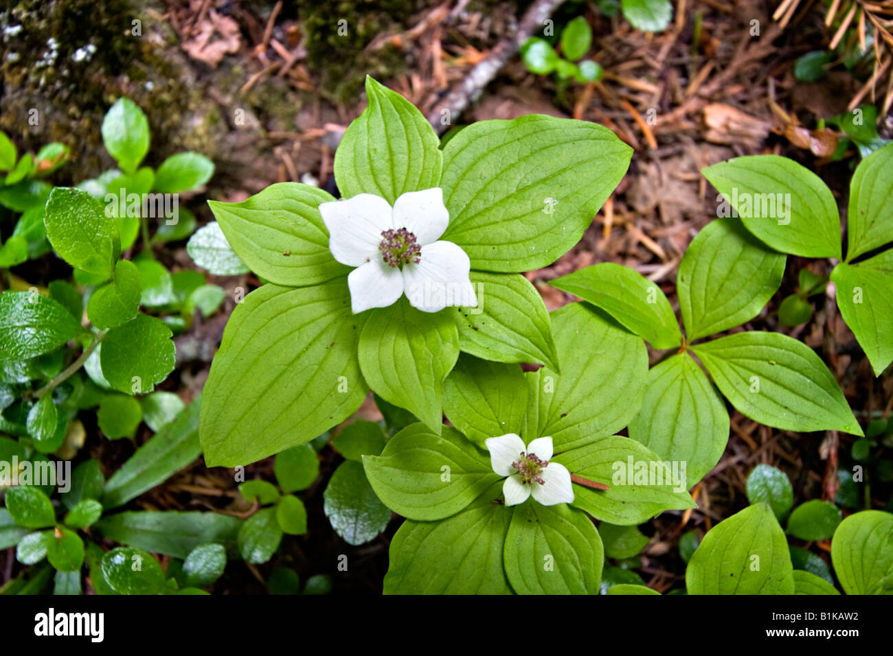 Bunchberry, cornus canadensis Stock Photo - Alamy