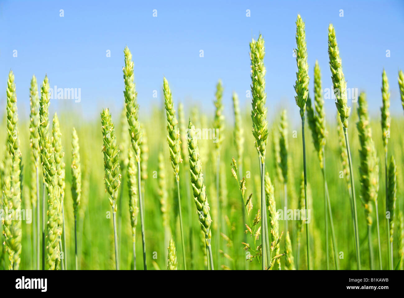 Green young grain growing in a farm field Stock Photo - Alamy