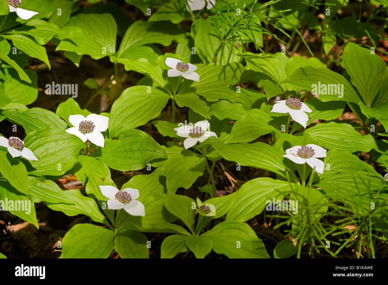 Canadian bunchberry hi-res stock photography and images - Alamy