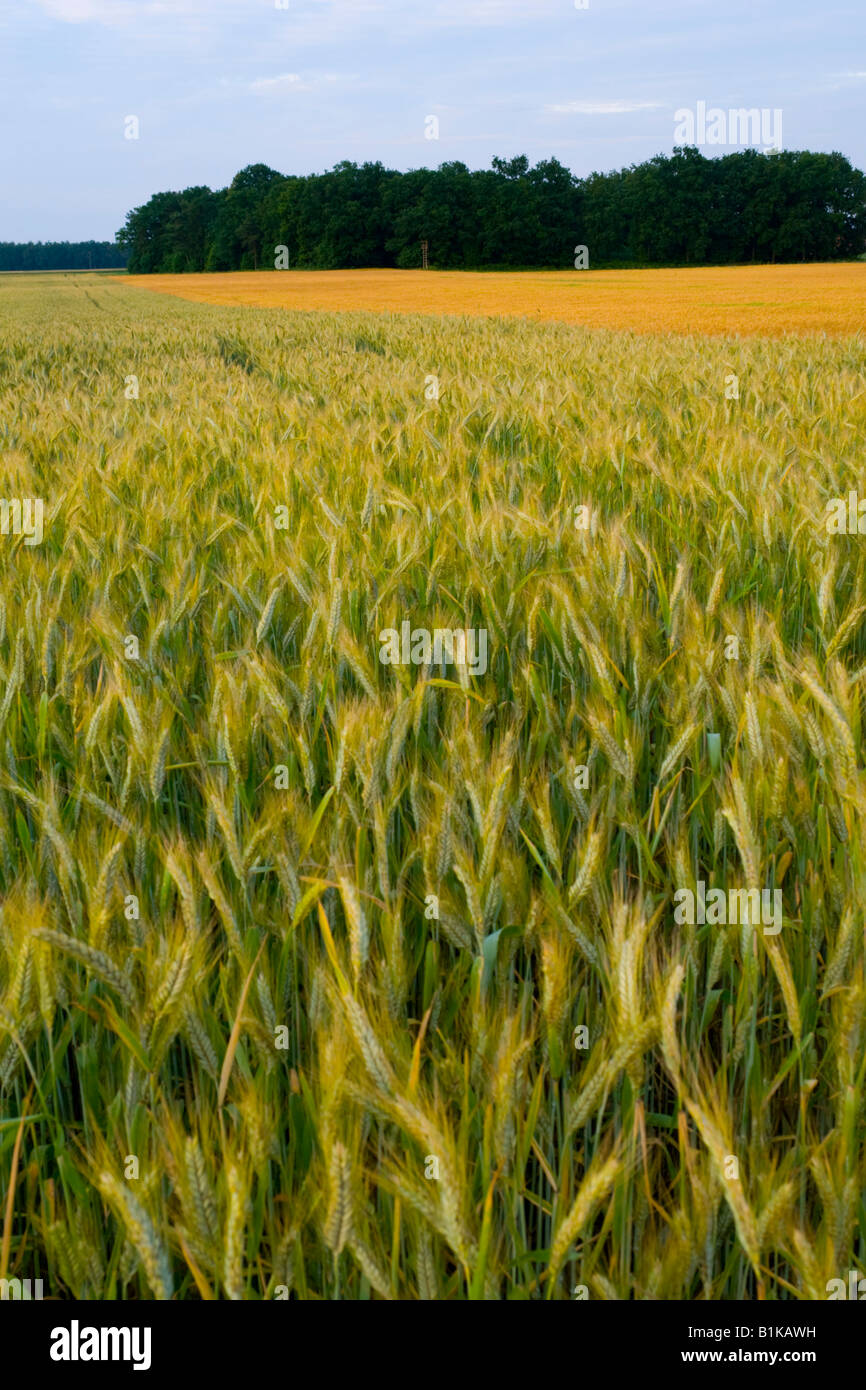 Field in late afternoon, forest in distant background Stock Photo - Alamy