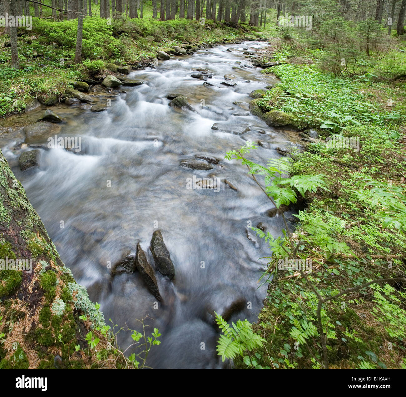 Forest trees river thick hi-res stock photography and images - Alamy