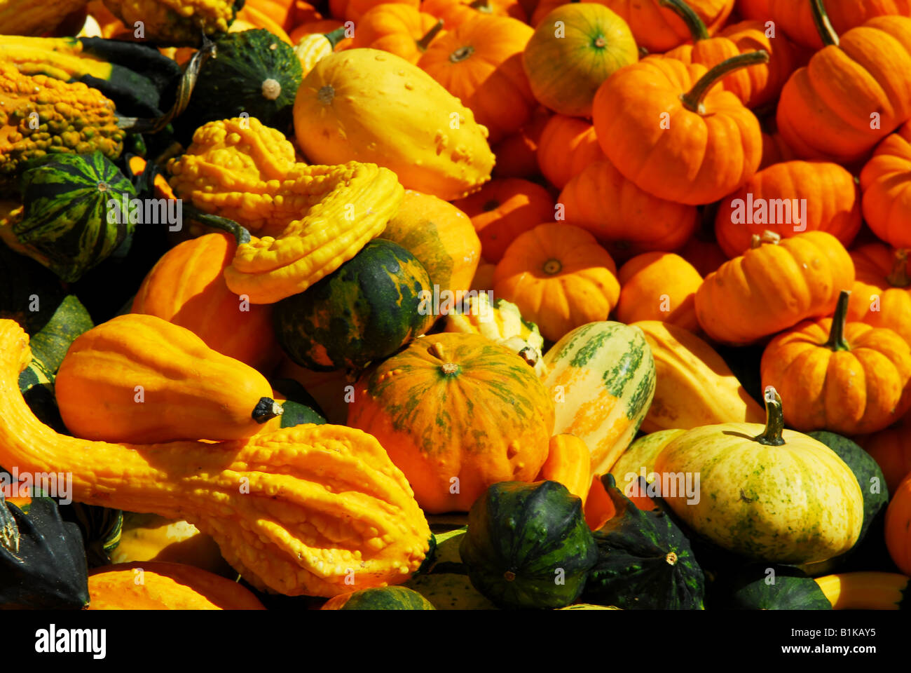 Fall farm harvest pumpkins corn hi-res stock photography and images - Alamy