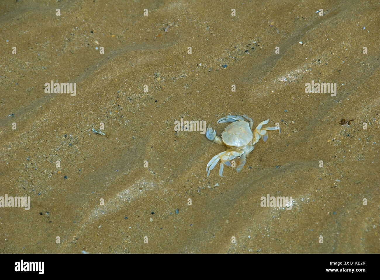 A Dead Crab Lying on the Sand of a Beach Stock Photo - Alamy