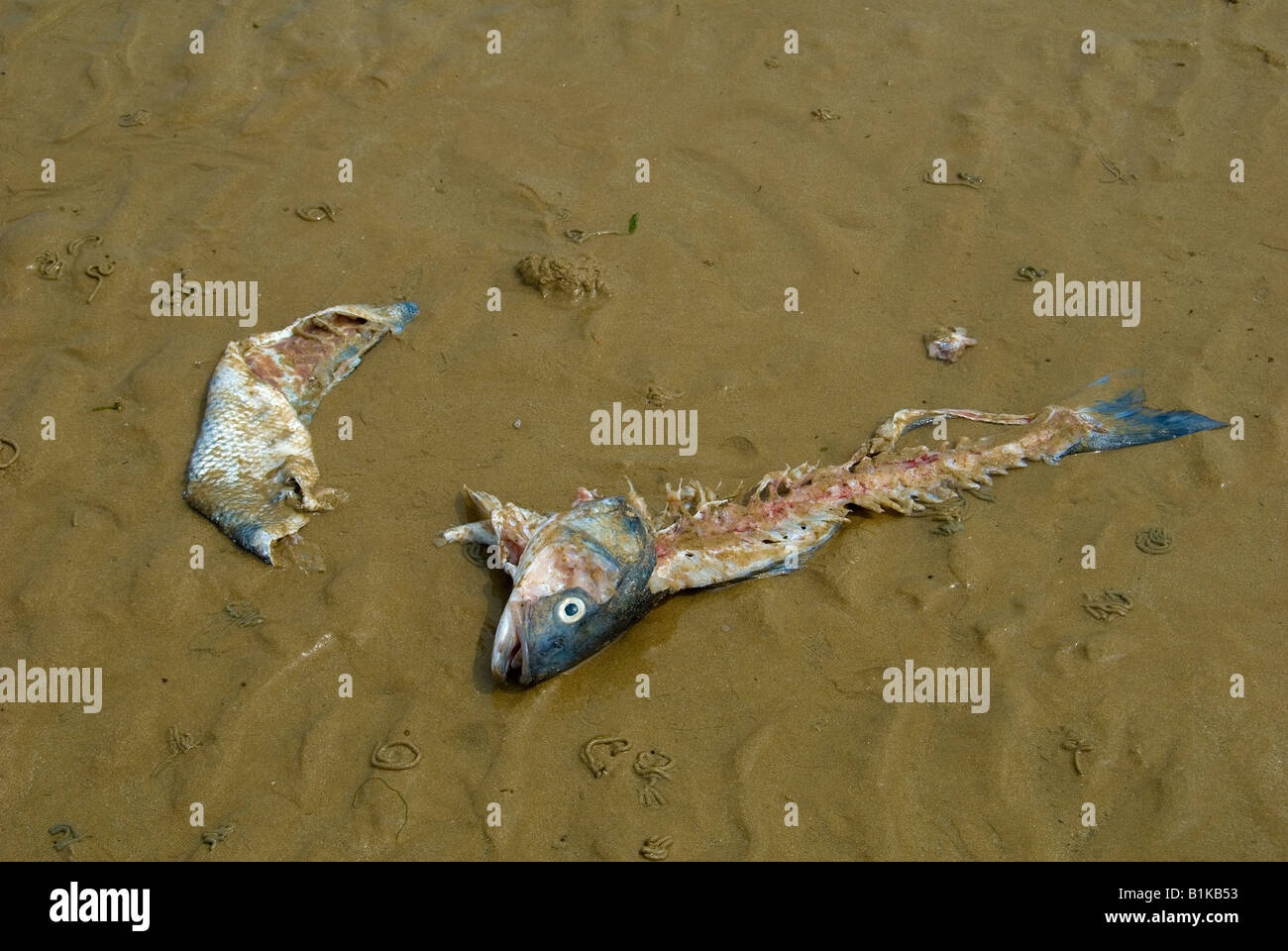 Gutted fish hi-res stock photography and images - Alamy