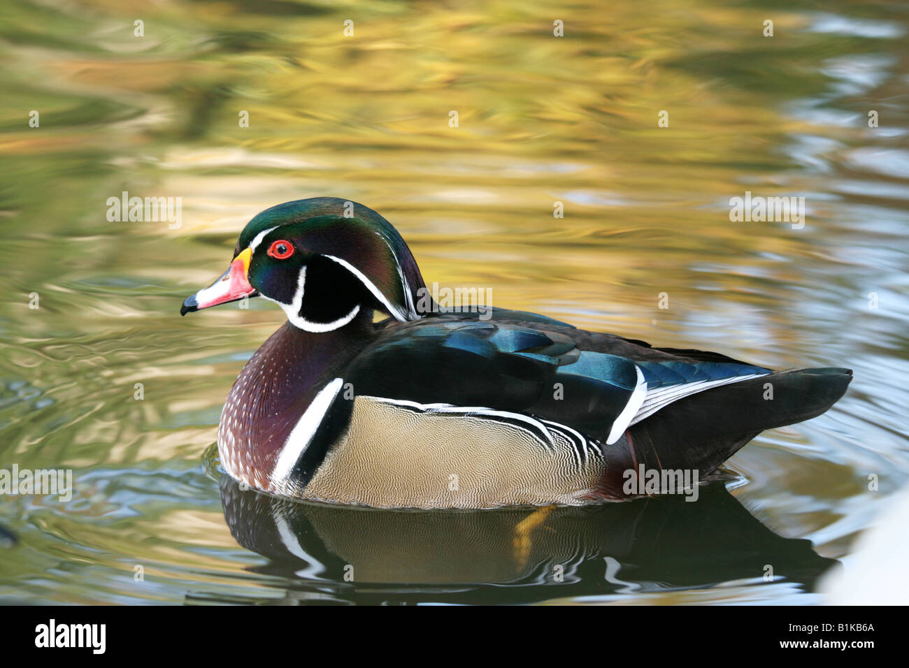 Wood Duck - Aix sponsa Stock Photo - Alamy
