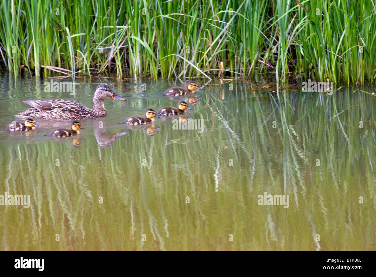 Lamellae bill hi-res stock photography and images - Alamy