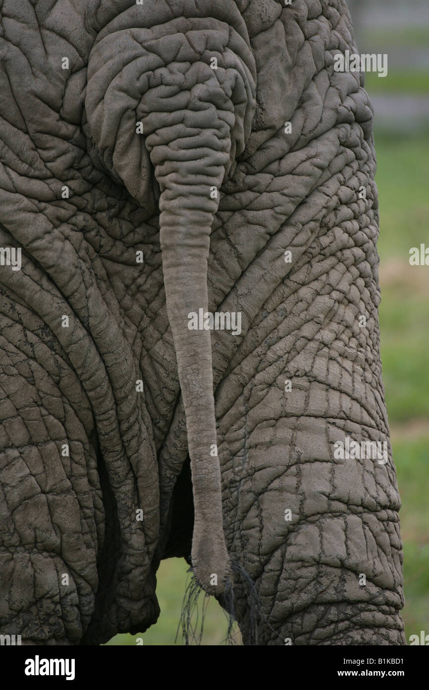 Close up of an African Elephants tail Stock Photo - Alamy
