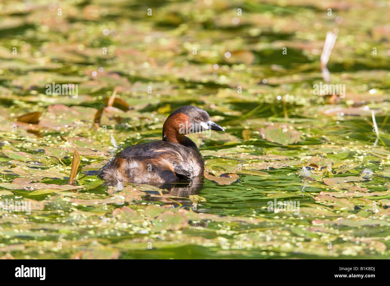 Little Grebe Tachybaptus ruficollis adult swimming in weed covered ...