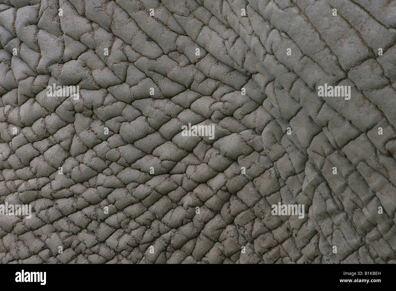 Close up of an African Elephants skin Stock Photo - Alamy