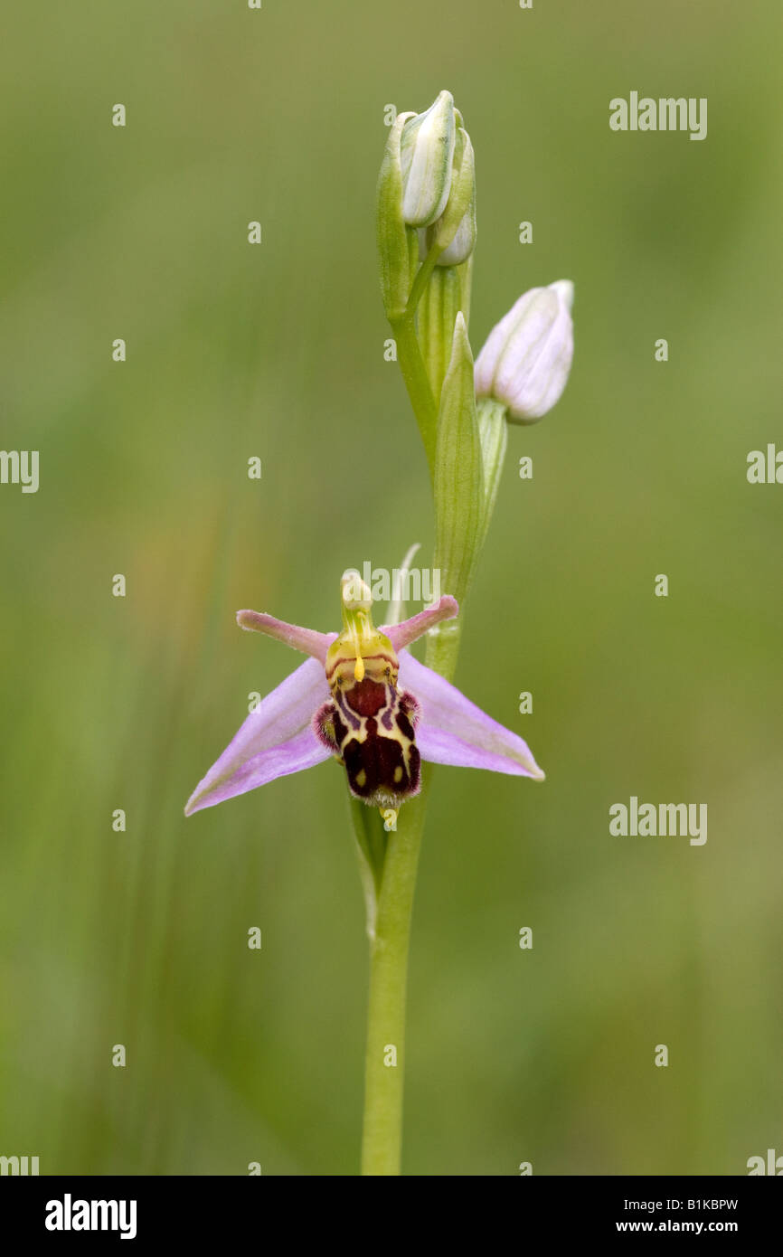 Bee Orchid Ophrys apifera close-up of a single plant in flower Stock ...