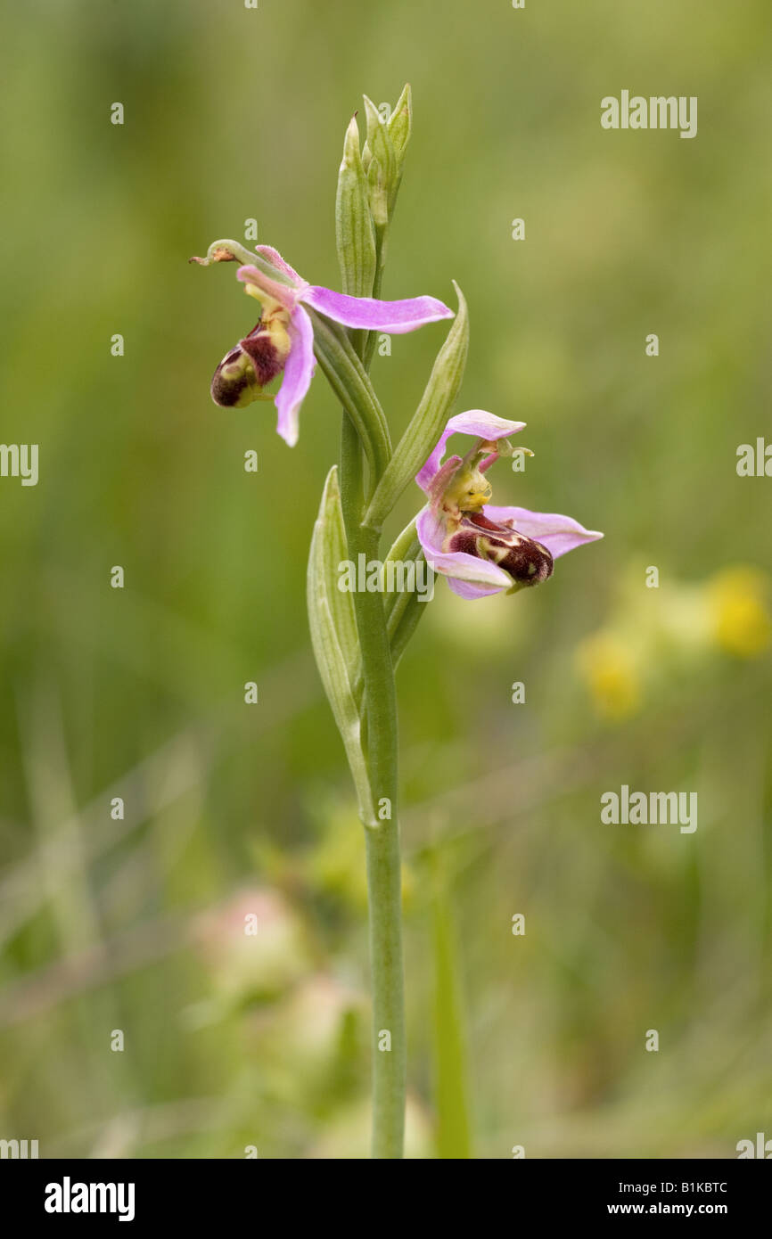 Bee Orchid Ophrys apifera close-up of a single plant in flower Stock ...