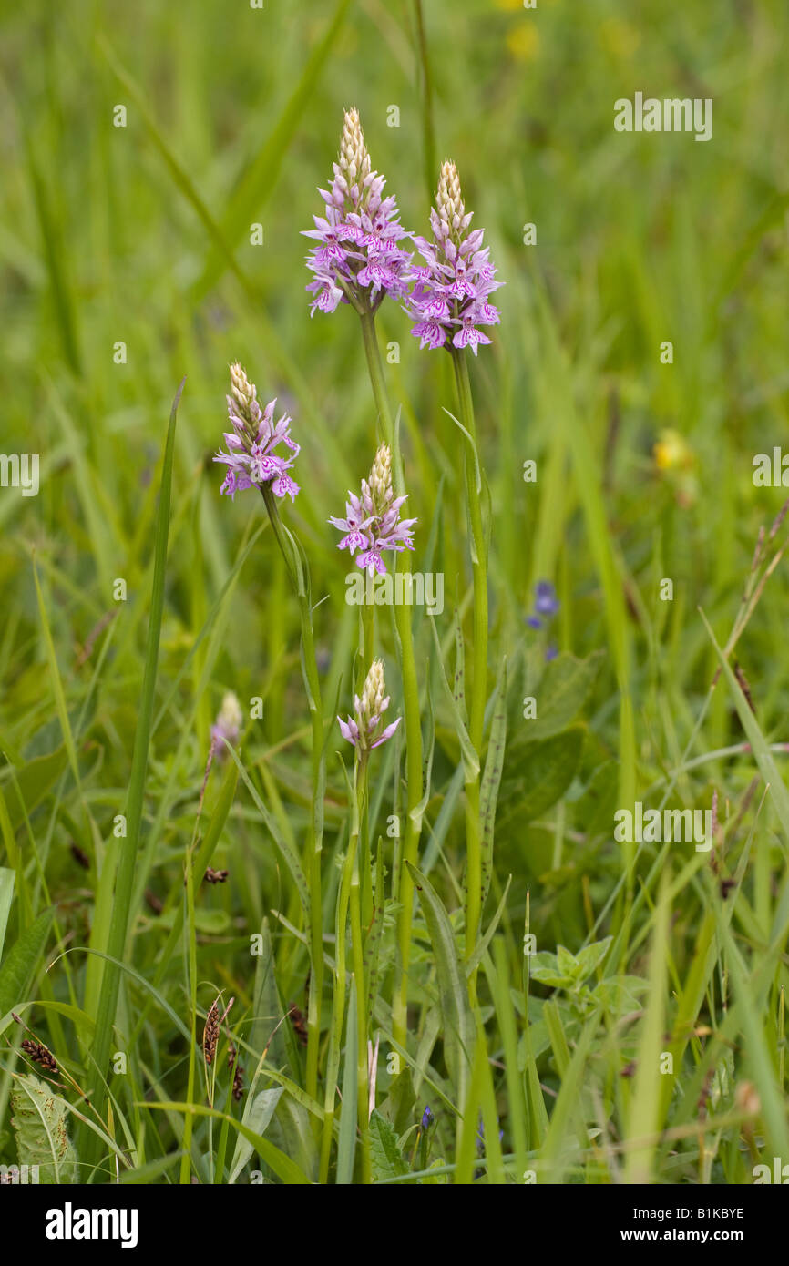 Fuchii hi-res stock photography and images - Alamy