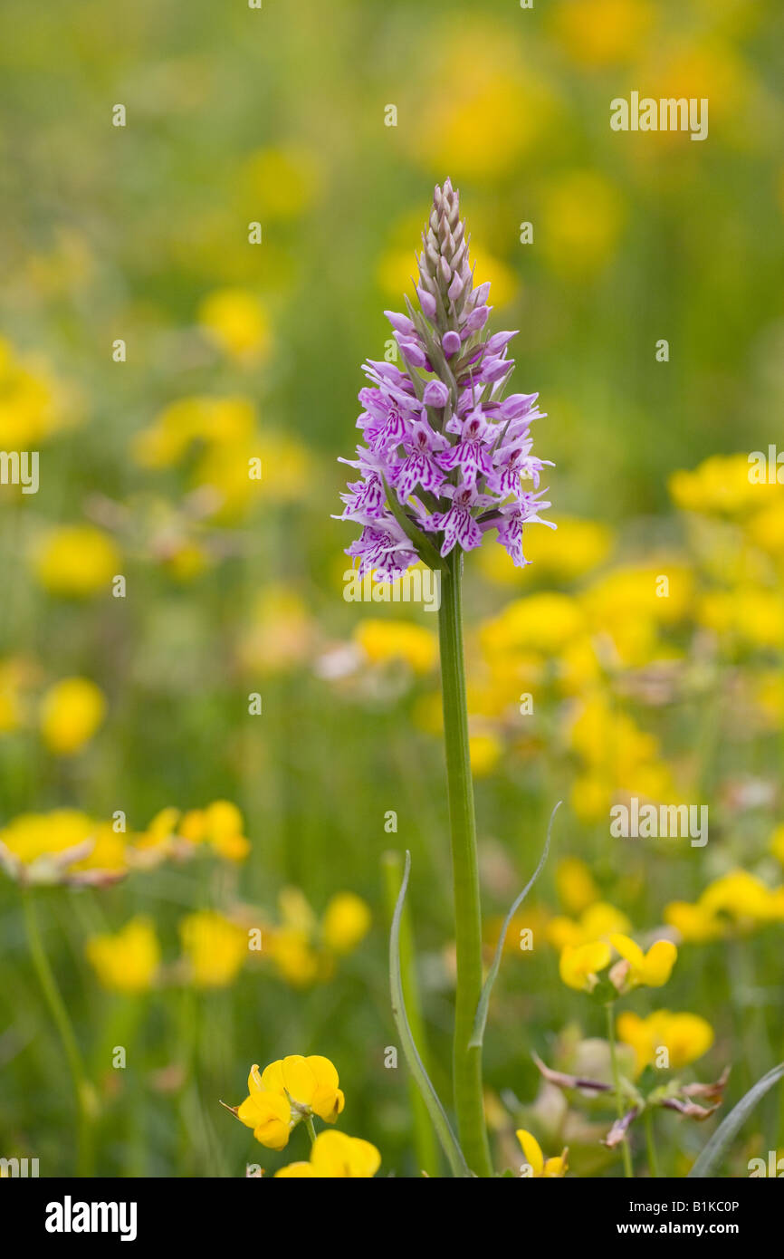 Fuchii hi-res stock photography and images - Alamy