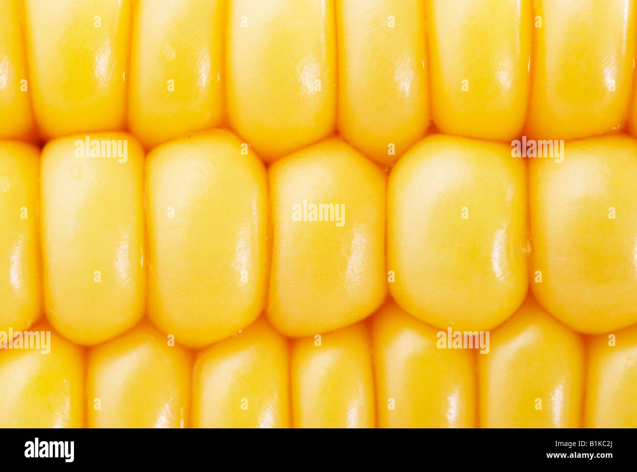 Maize (corn) detail Stock Photo - Alamy