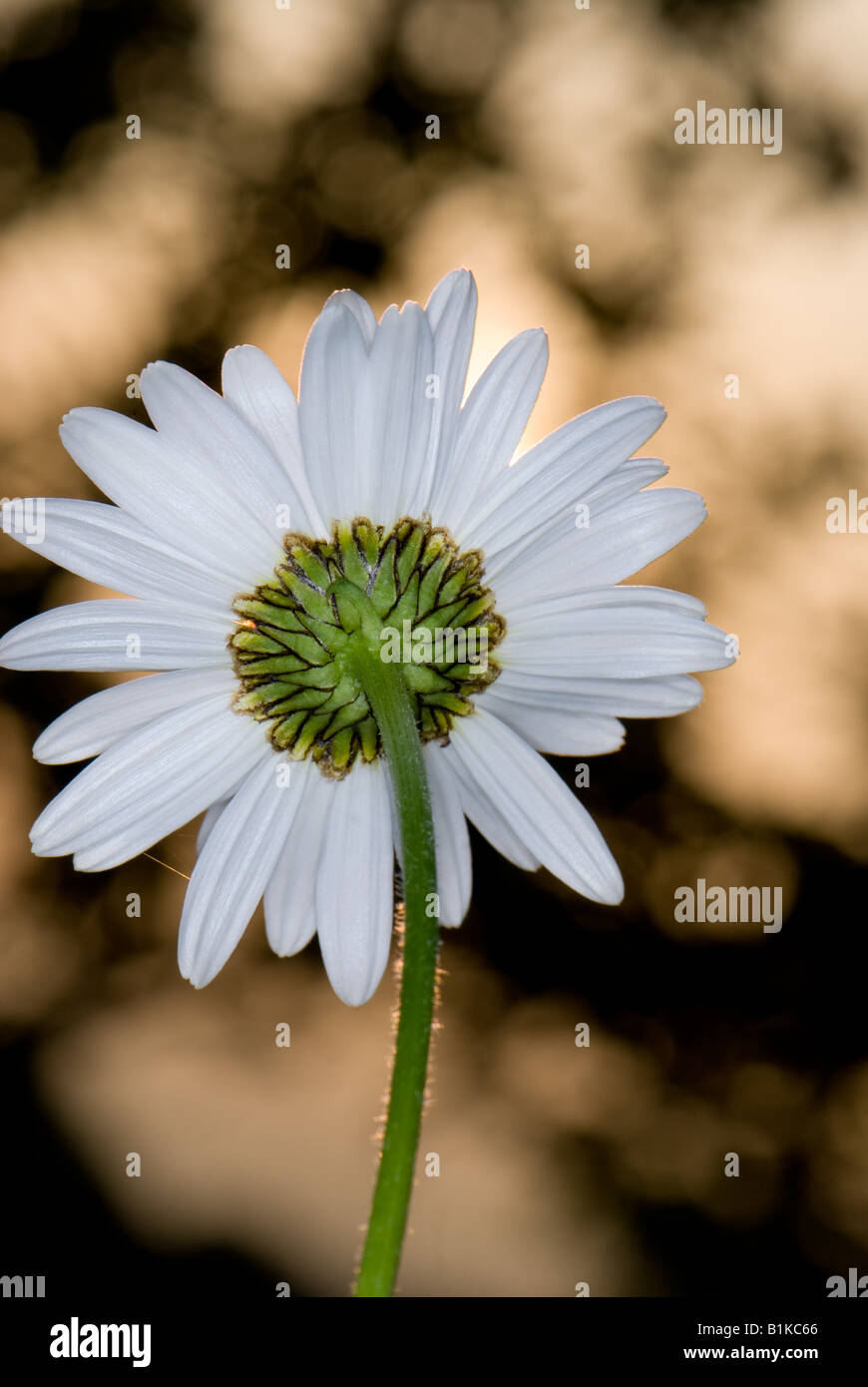 Daisy ox eye daisy leucanthemum vulgare hi-res stock photography and images - Alamy