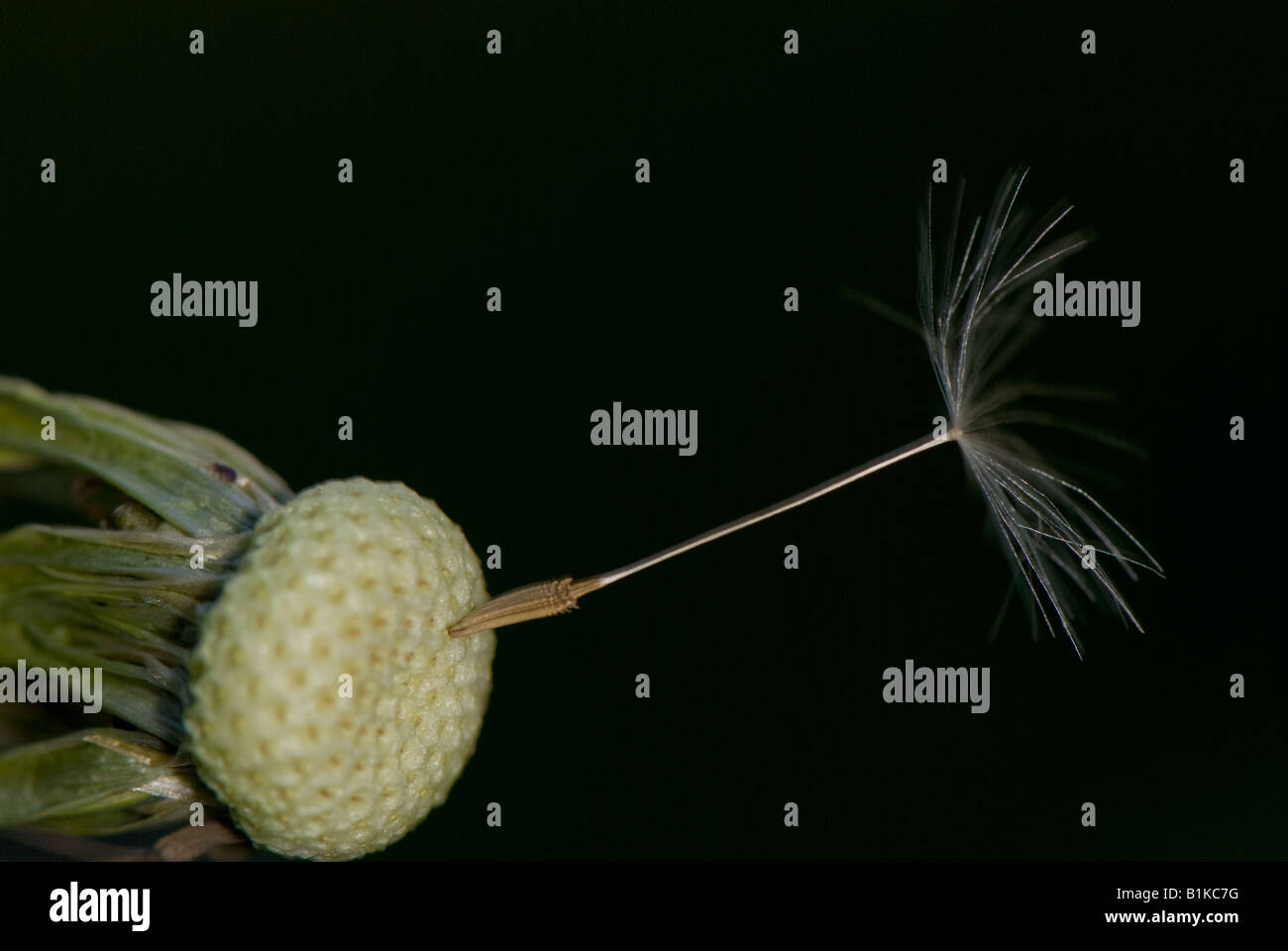 Dandelion flower seed head Stock Photo - Alamy